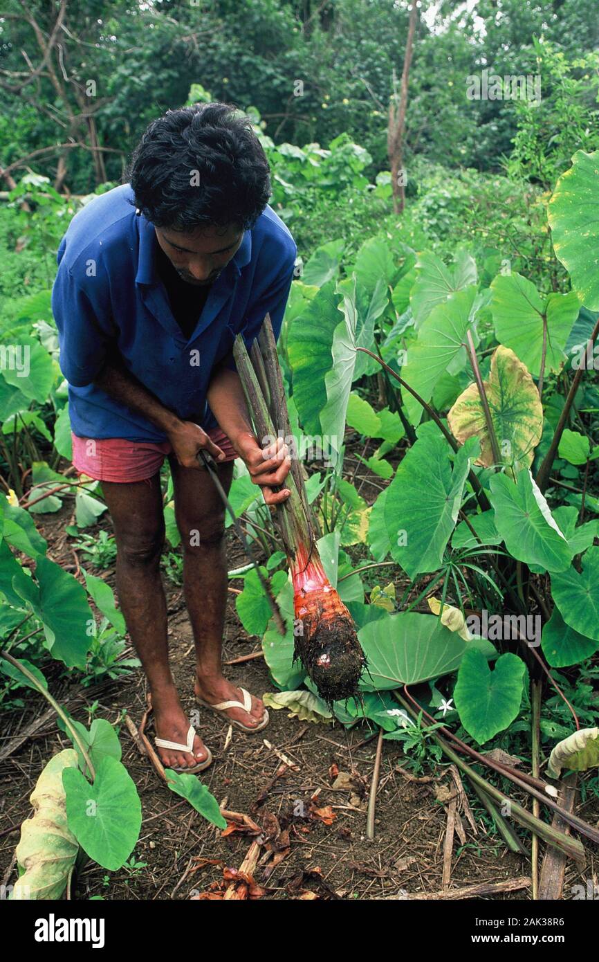 A local woman harvesting taro corms on the island of Aitutaki. The ...