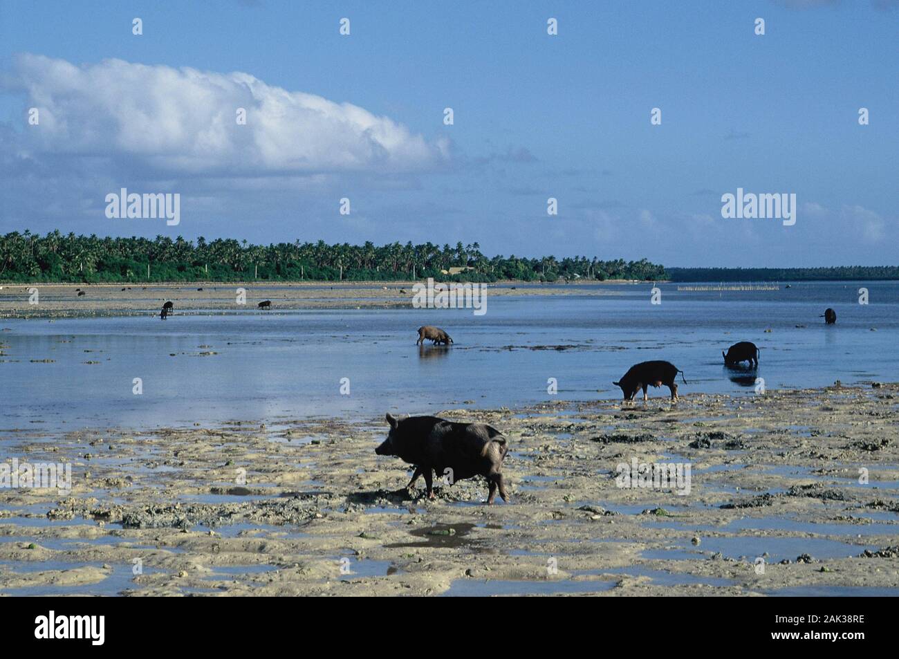 Tonga pigs hi-res stock photography and images - Alamy