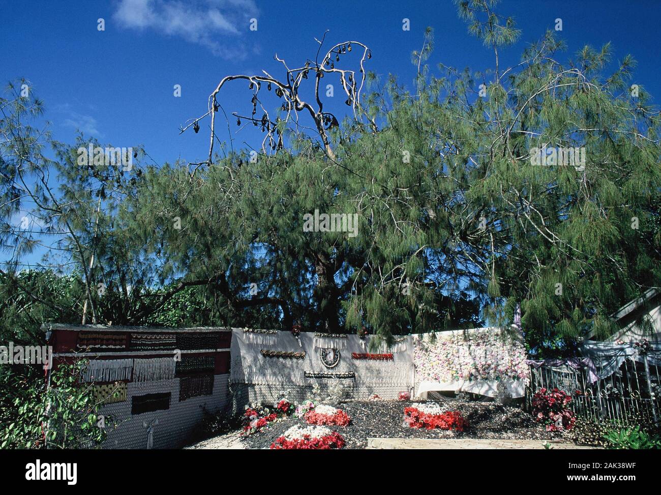 Tonga flying foxes clinging to a tree over decorated graves on an ...