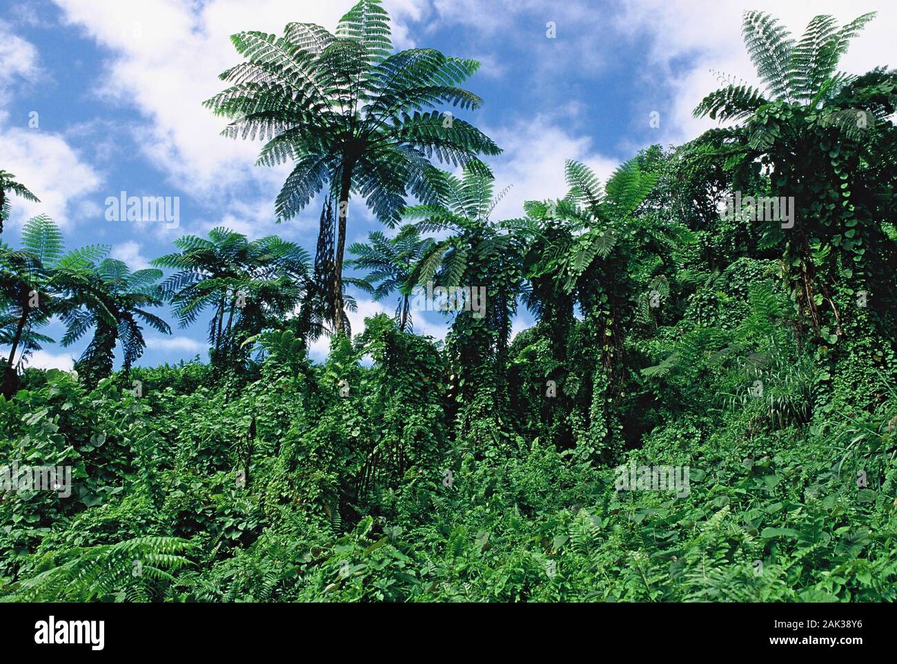 Giant ferns grow in the Bouma National Park on the island of Taveuni ...