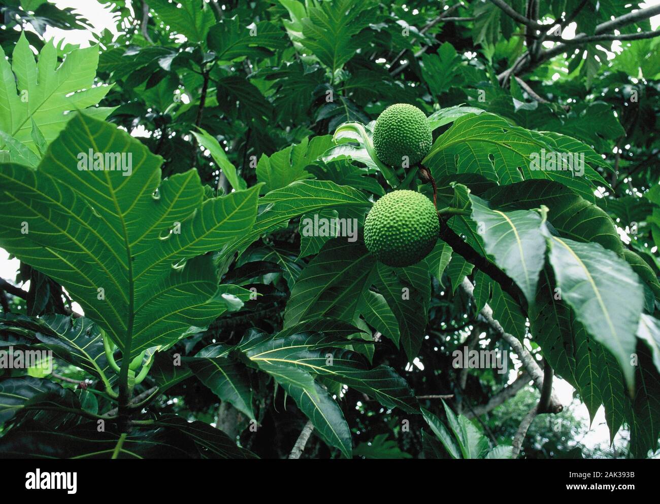 Tropical fruits growing at a tree on an island in French Polynesia ...