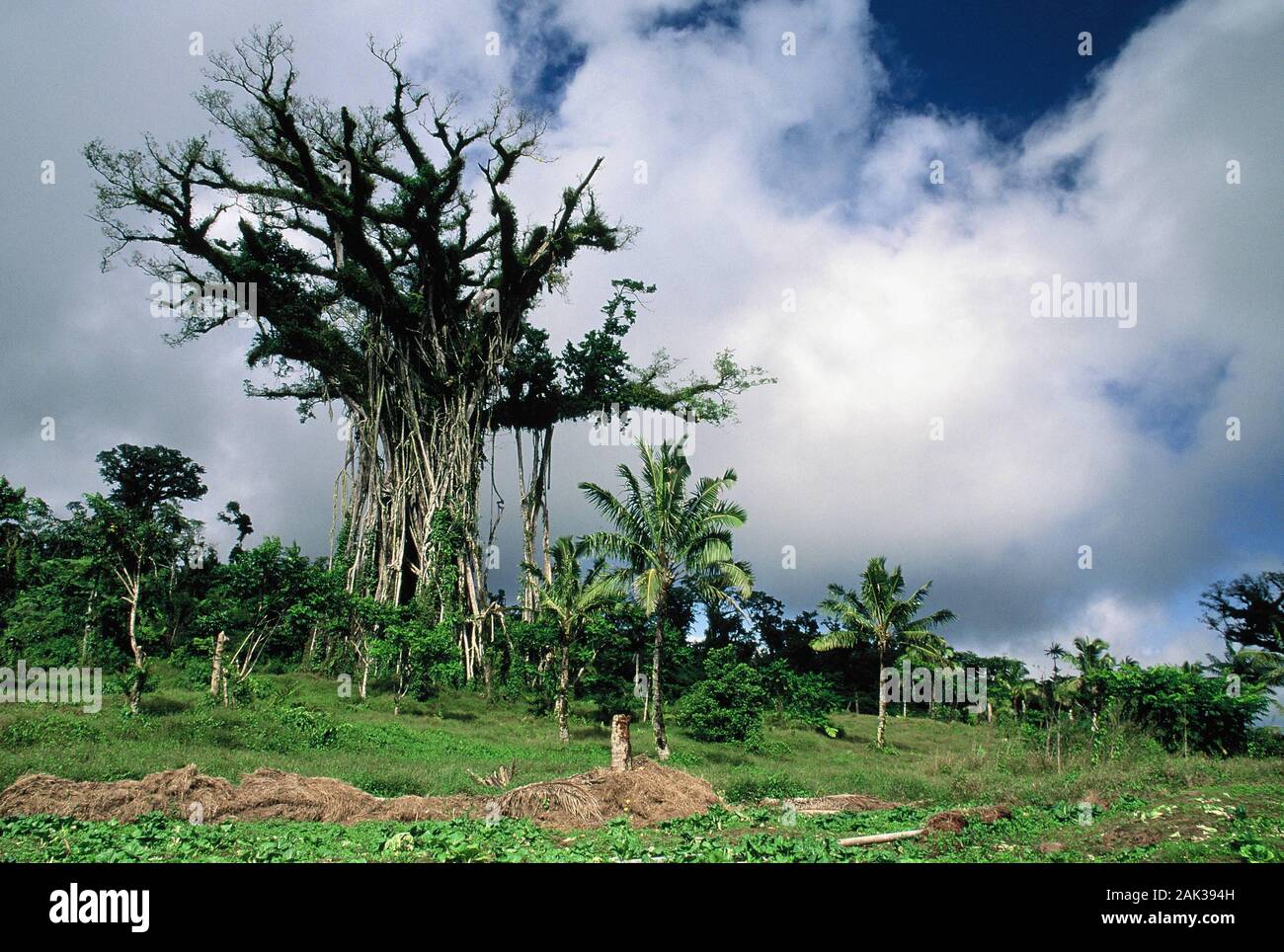 A large banyan tree stands at the Cross Island Road on the island of ...