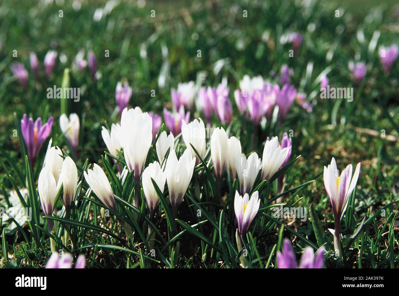 Blooming crocus in the Karawanken, Austria.(undated picture) | usage ...