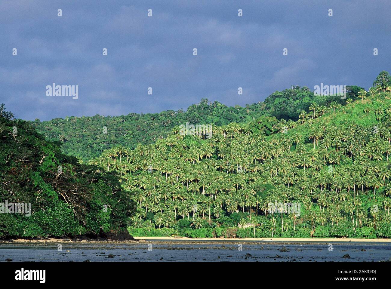 At the coast of the island of Taveuni the palm trees grow until the ...