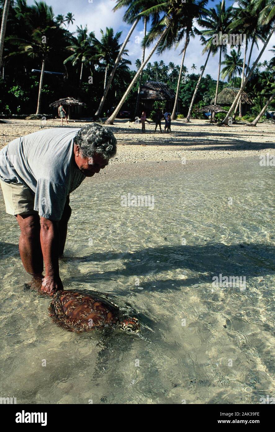 Samoa savaii turtle hi-res stock photography and images - Alamy