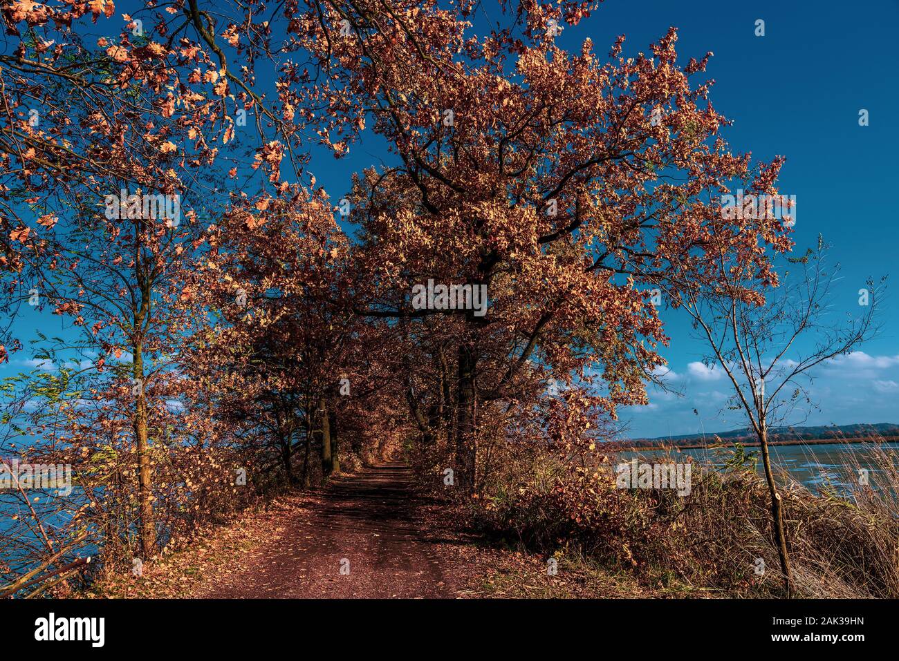 Forest path in nature reserve Stock Photo - Alamy