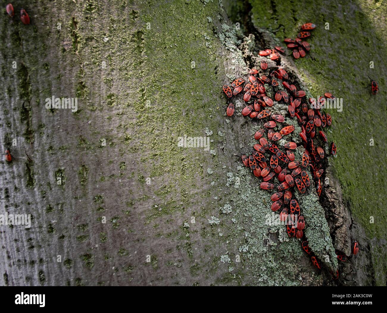 Many firebugs on a tree in different stages of development. Close-up ...