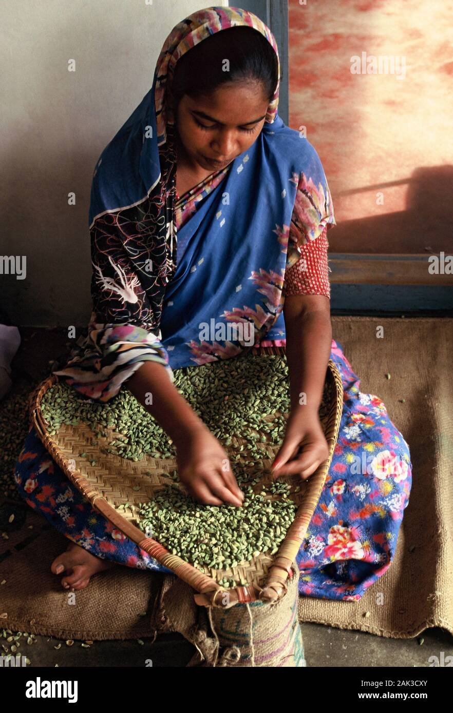 Cardamom farming in kerala hi-res stock photography and images - Alamy