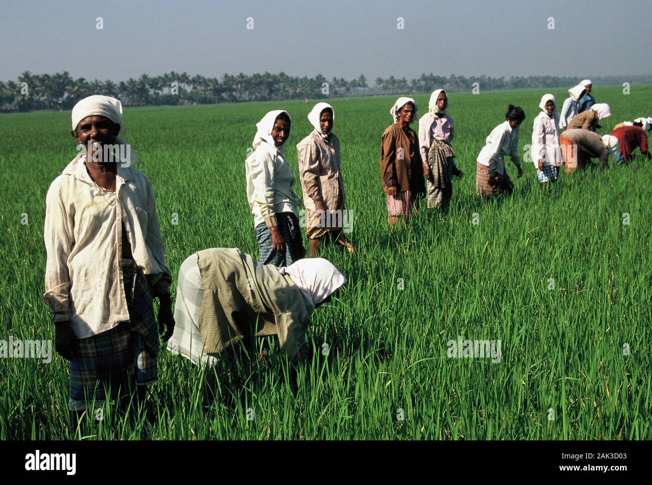 Rice Field Harvest Kerala