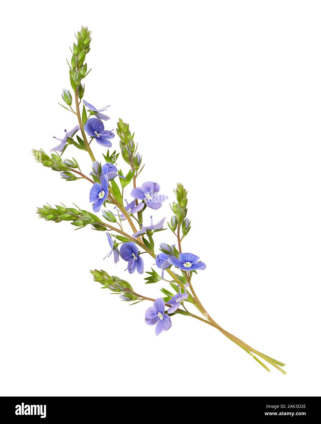 Veronica foloformis flowers wave arrangement isolated on white ...