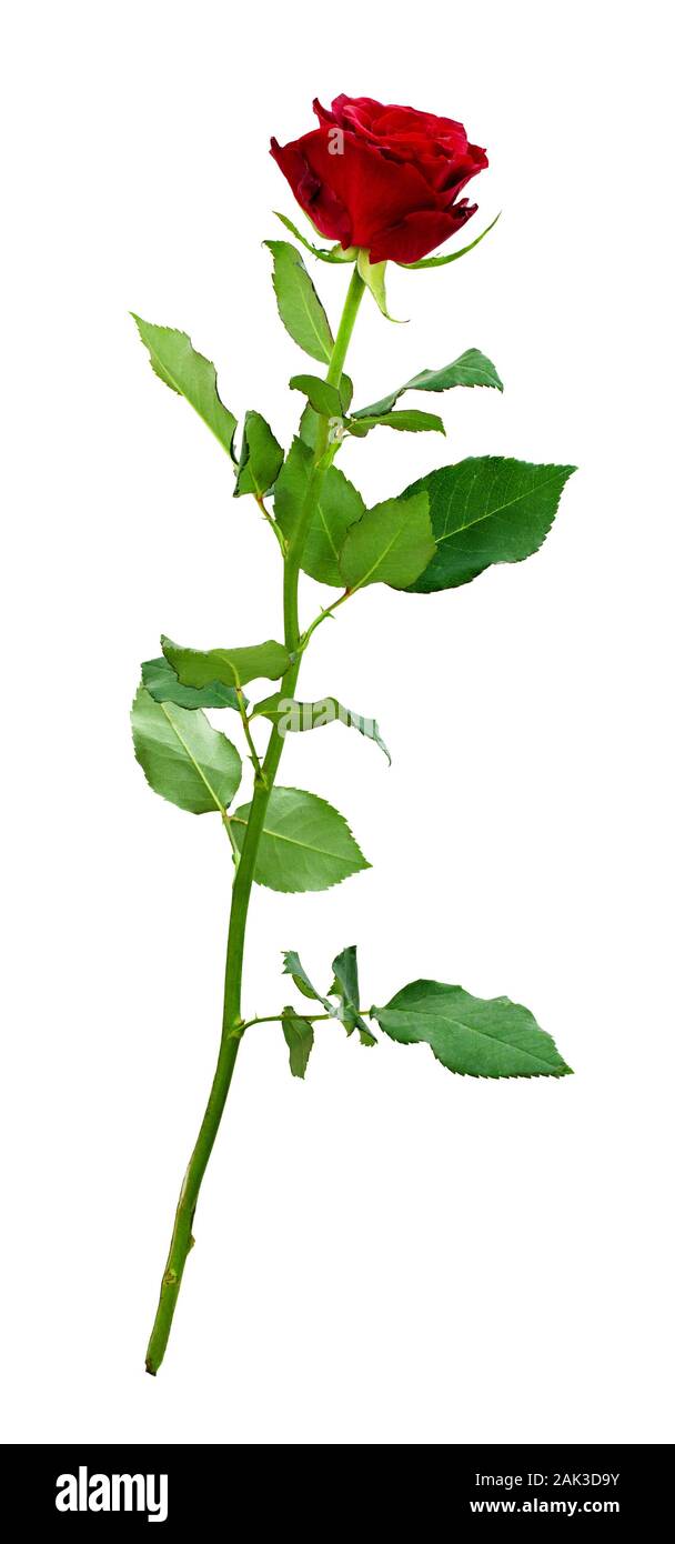 Ruby flower Cut Out Stock Images & Pictures - Alamy