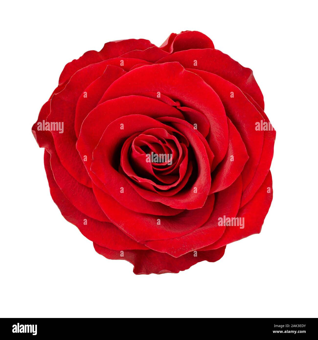 Velvet rosette hi-res stock photography and images - Alamy