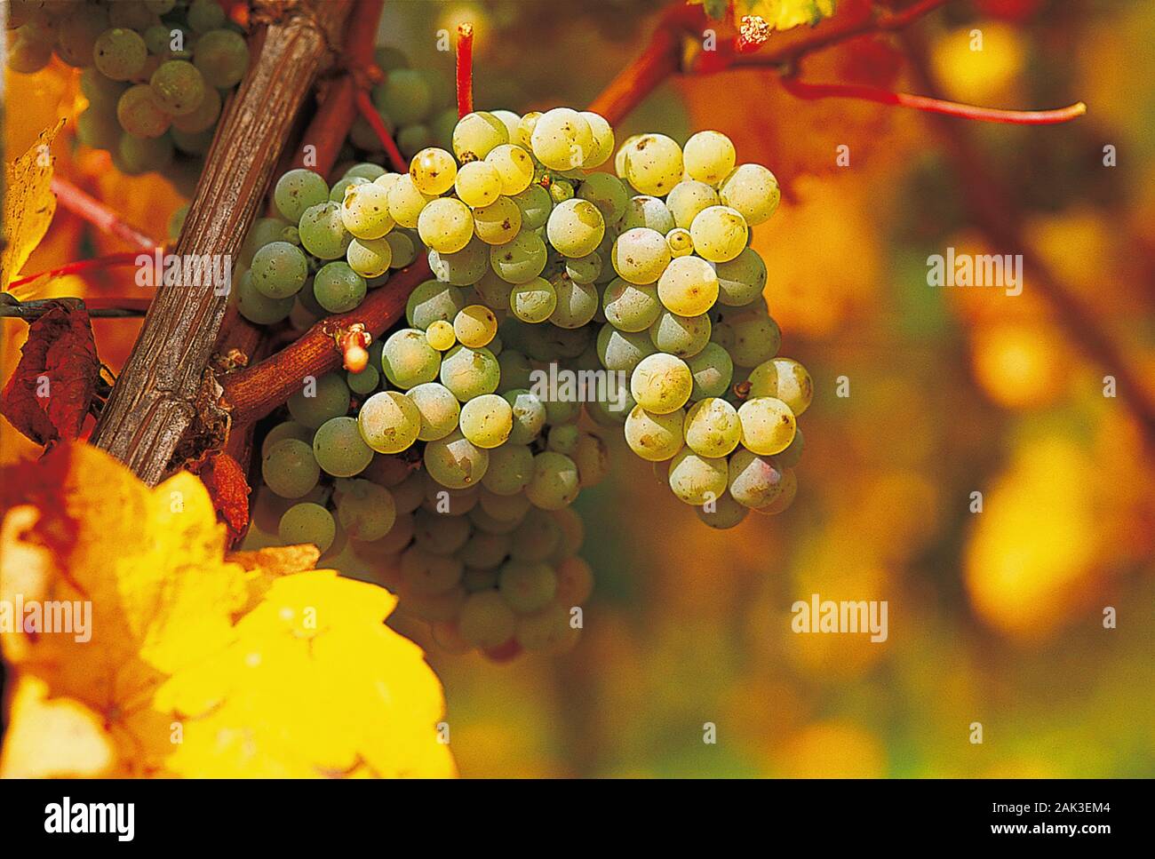 The green Riesling grape of the Rheingau in Germany. (undated picture ...