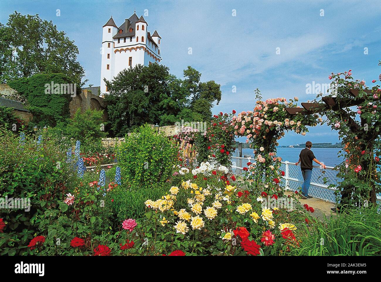 The rosery of the electorial castle of Eltville in the Rheingau ...