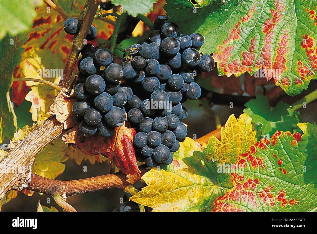 The dark Spätburgunder grapes of the Rheingau in Germany. (undated ...