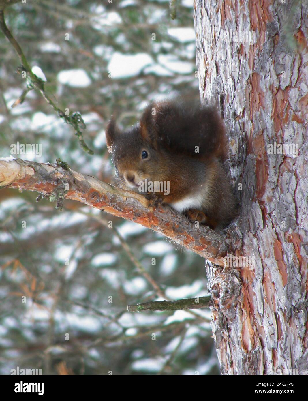 Pine squirrel or tree squirrel hi-res stock photography and images - Alamy