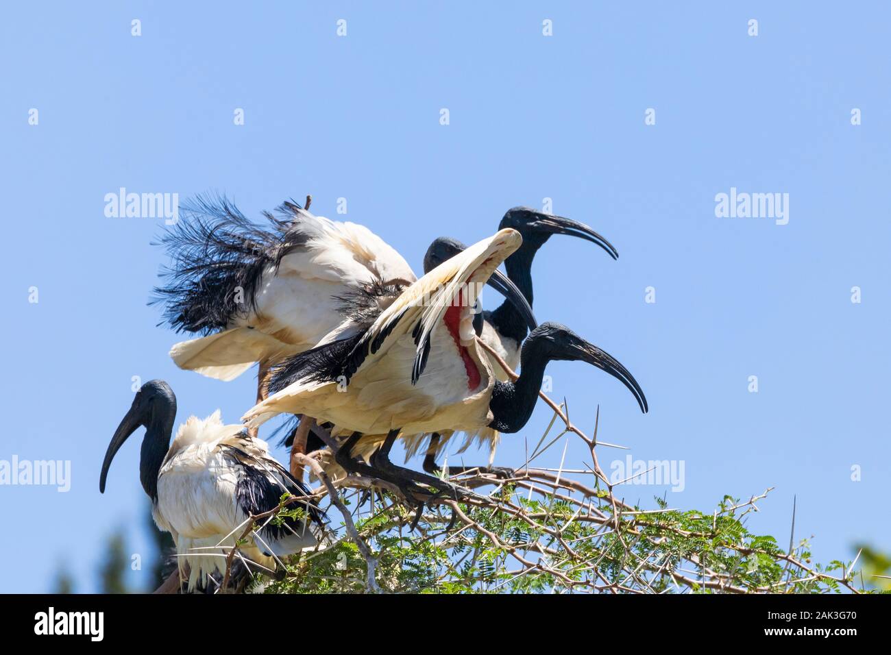 African Sacred Ibis (Threskiornis aethiopicus), Leidam, Montagu, Boland ...