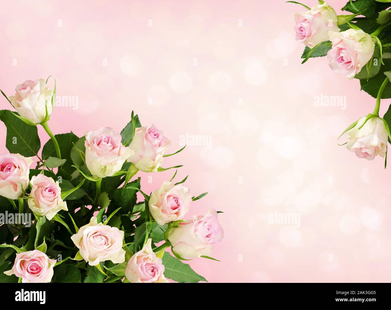 Beautiful white rose flowers corner arrangements on holiday background ...