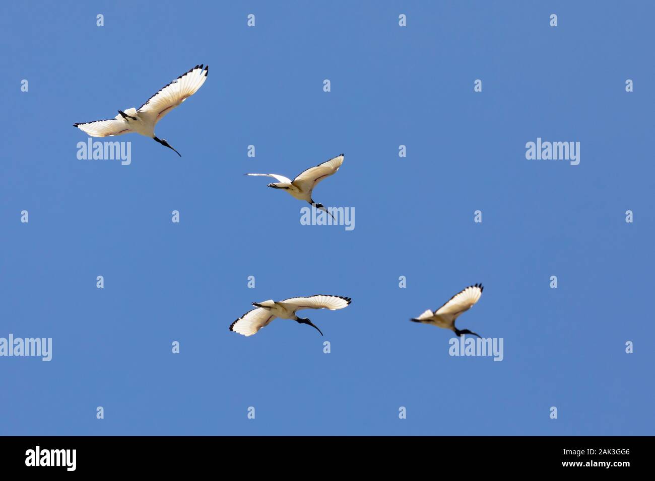 African Sacred Ibis (Threskiornis aethiopicus), Leidam, Montagu, Boland ...