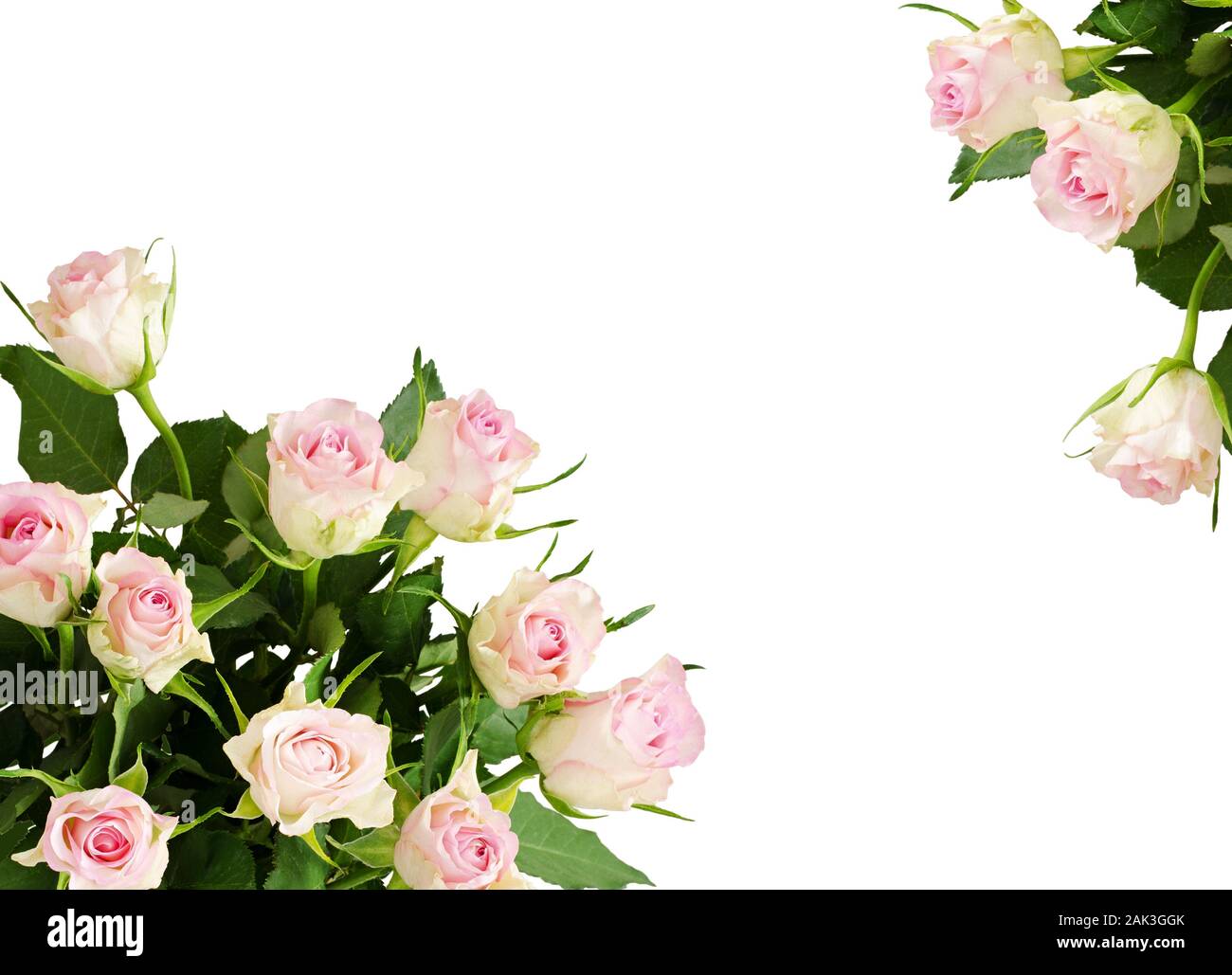 Beautiful white rose flowers corner arrangements isolated on white ...