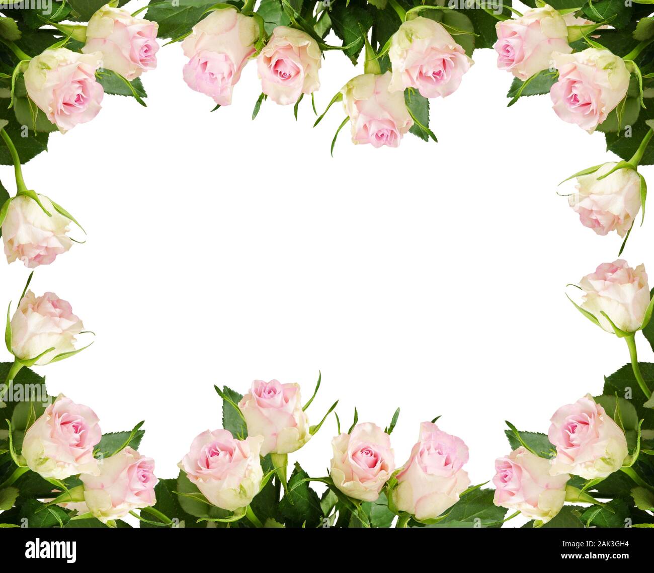 Beautiful white rose flowers frame isolated on white background Stock ...