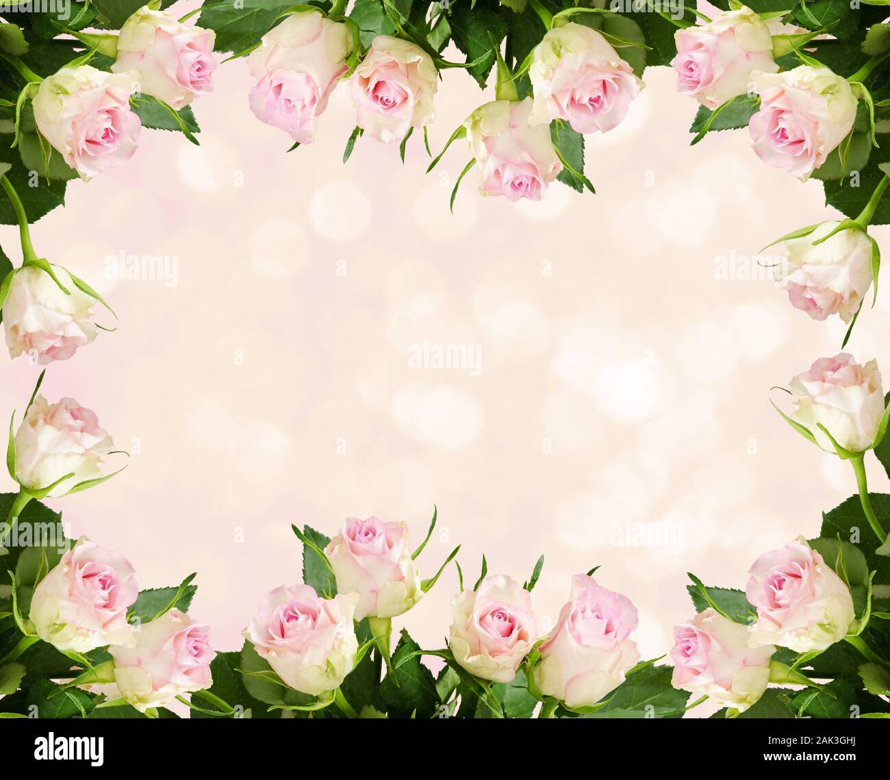 Rose flowers frame hi-res stock photography and images - Alamy