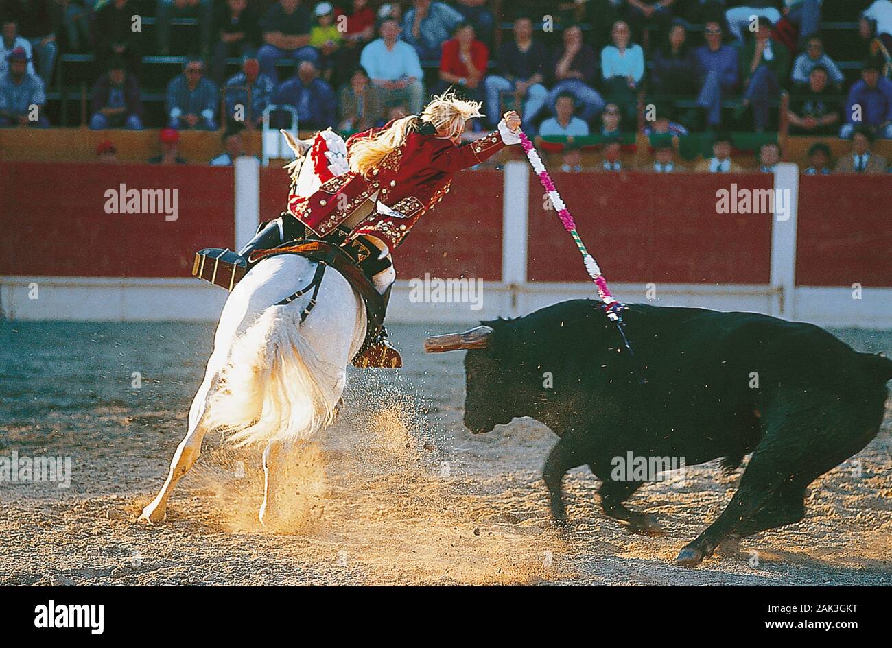 A rider at the fight with a bull. The best known Touradas take place in ...