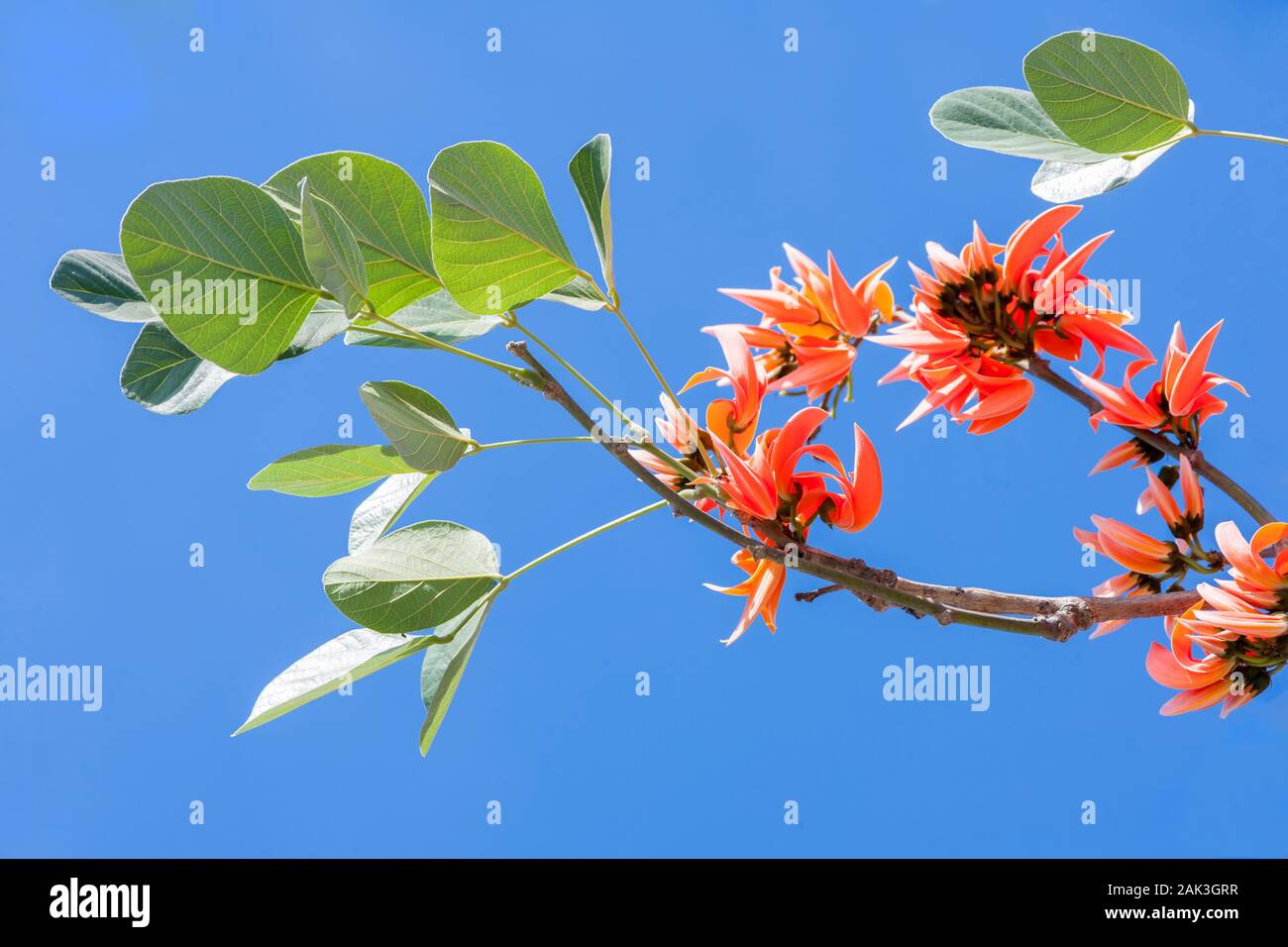 Butea monosperma is a species of Butea native to tropical and sub ...