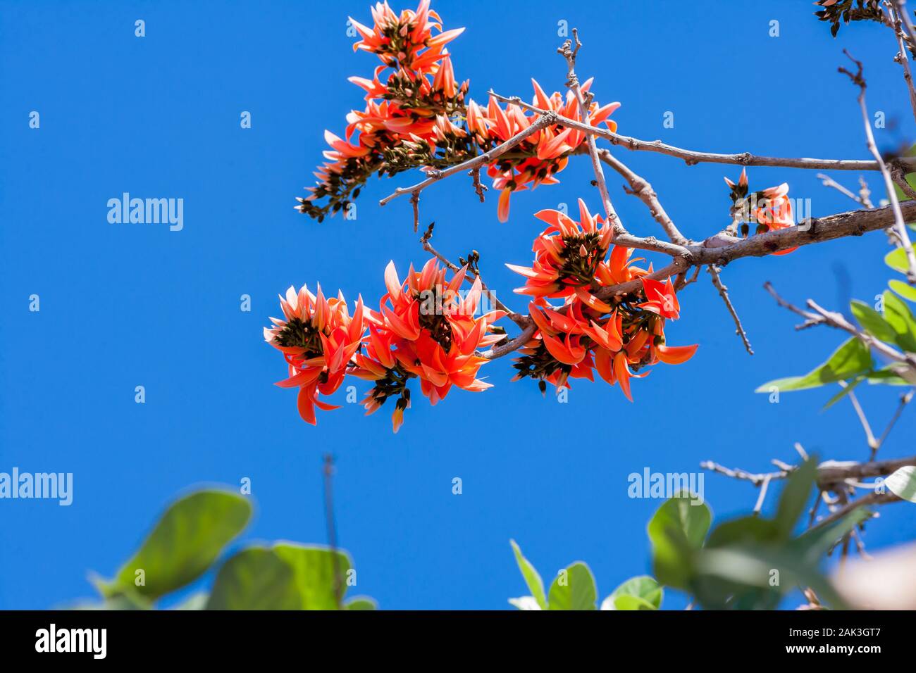 Butea monosperma is a species of Butea native to tropical and sub ...