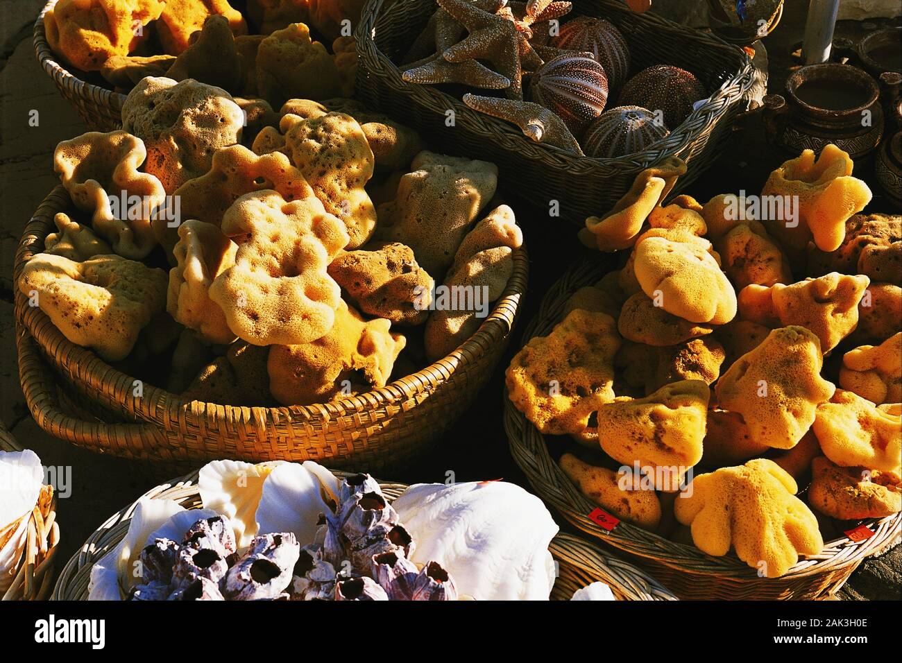 Shells, sponges, sea urchins and starfishes are very popular souvenirs ...