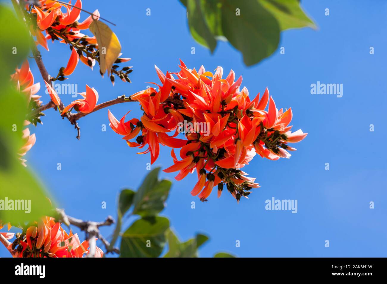 Butea monosperma is a species of Butea native to tropical and sub ...