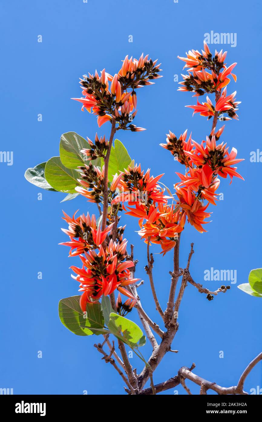 Butea monosperma is a species of Butea native to tropical and sub ...