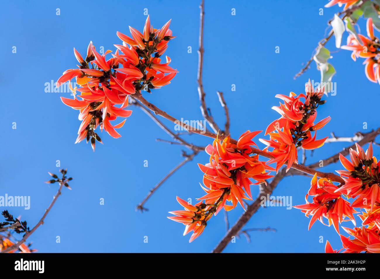 Butea monosperma is a species of Butea native to tropical and sub ...