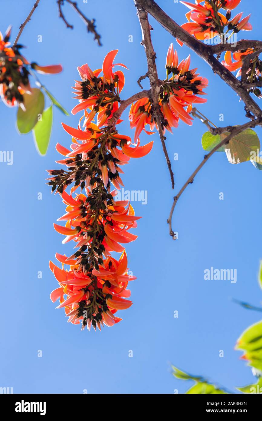 Butea monosperma is a species of Butea native to tropical and sub ...