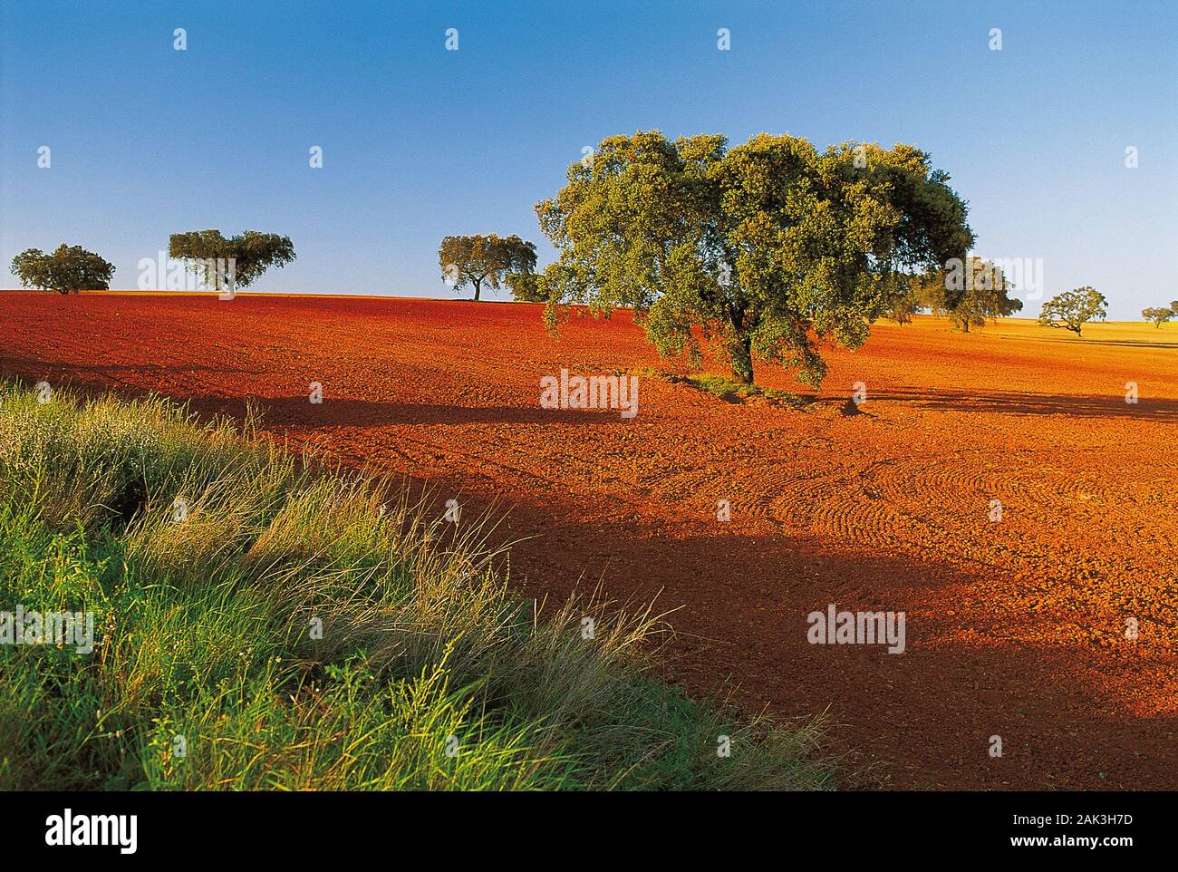 The photo shows the typical landscape in the Alentejo. On the meadow ...