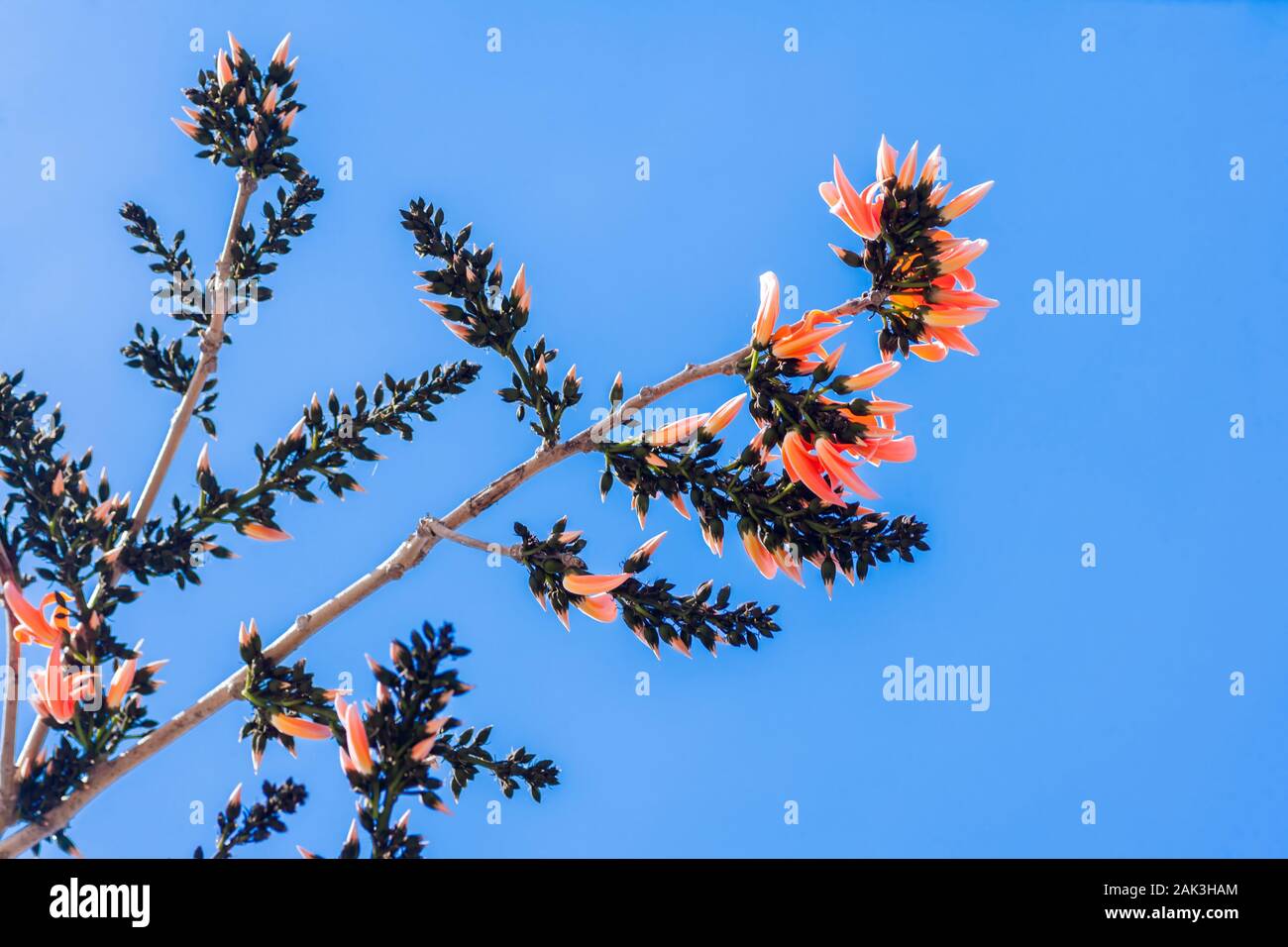 Butea monosperma is a species of Butea native to tropical and sub ...