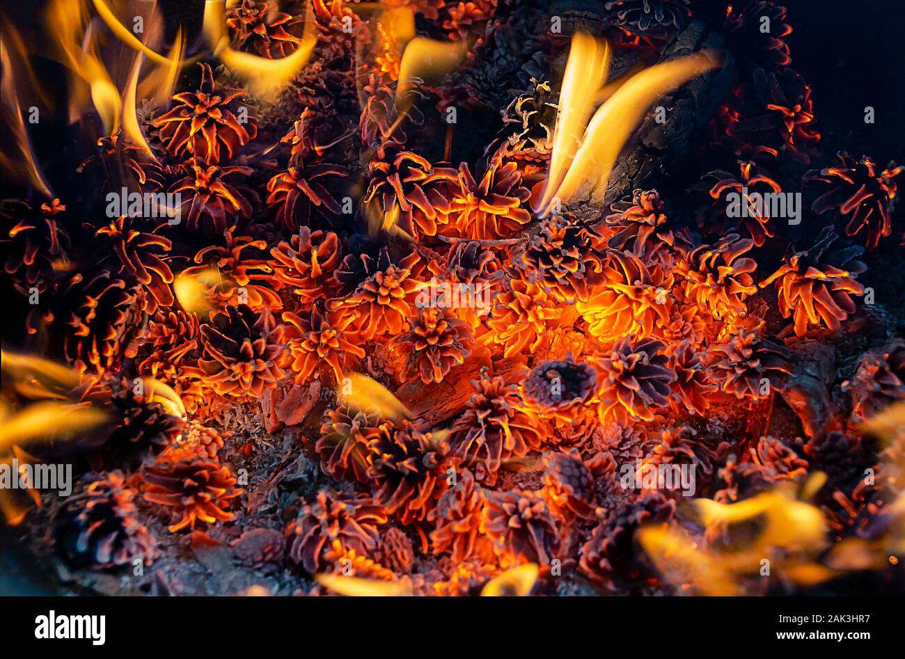 Fire with flames and glowing wood and cones Stock Photo - Alamy