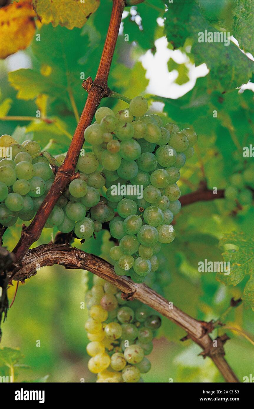 Mueller Thurgau grapes are growing at the wine-growing estate in Bad ...