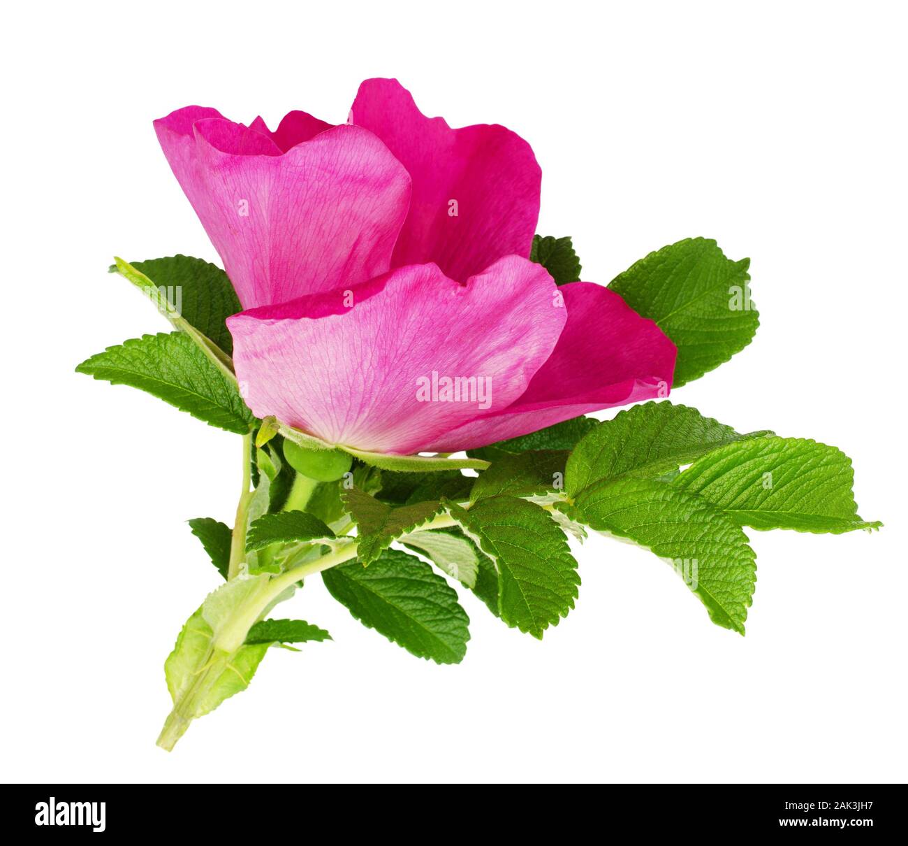 Dog-rose flower and leaves isolated on white Stock Photo - Alamy