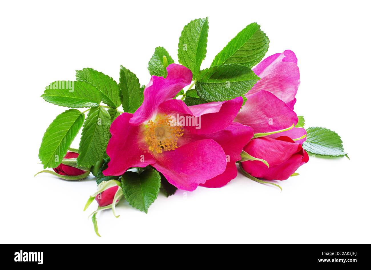 Dog-rose flowers and buds on white background Stock Photo - Alamy