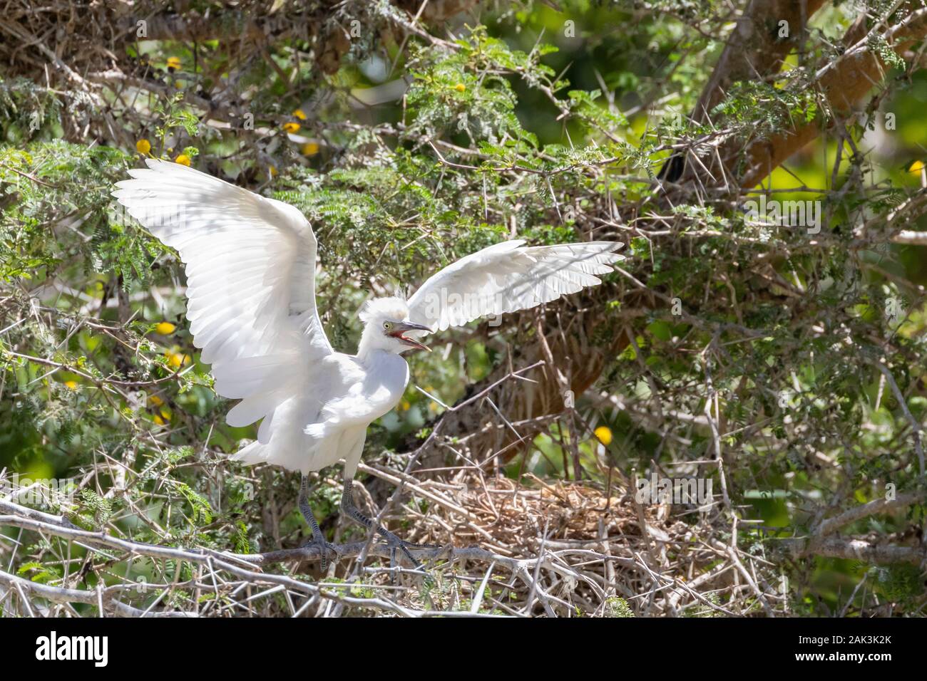 Fledgling bird hi-res stock photography and images - Alamy