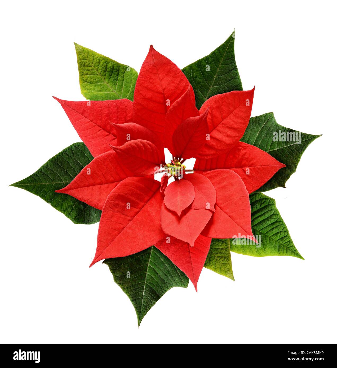 Poinsetta hi-res stock photography and images - Alamy