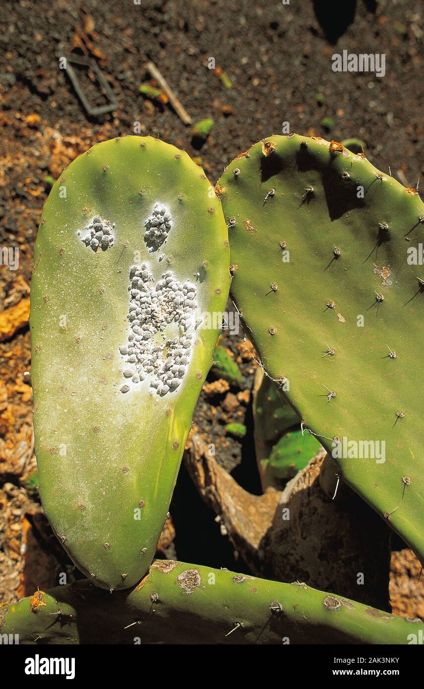 Lice colony on a prickly pear near Guatiza on the Spanish island of ...