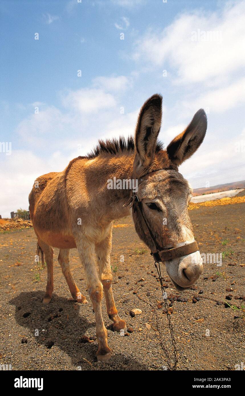 Donkey fire hi-res stock photography and images - Alamy