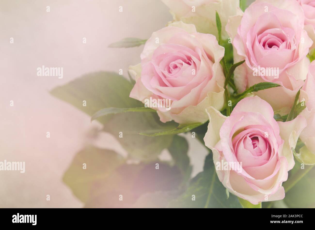 Beautiful white rose flowers bouquet in a corner on soft background ...