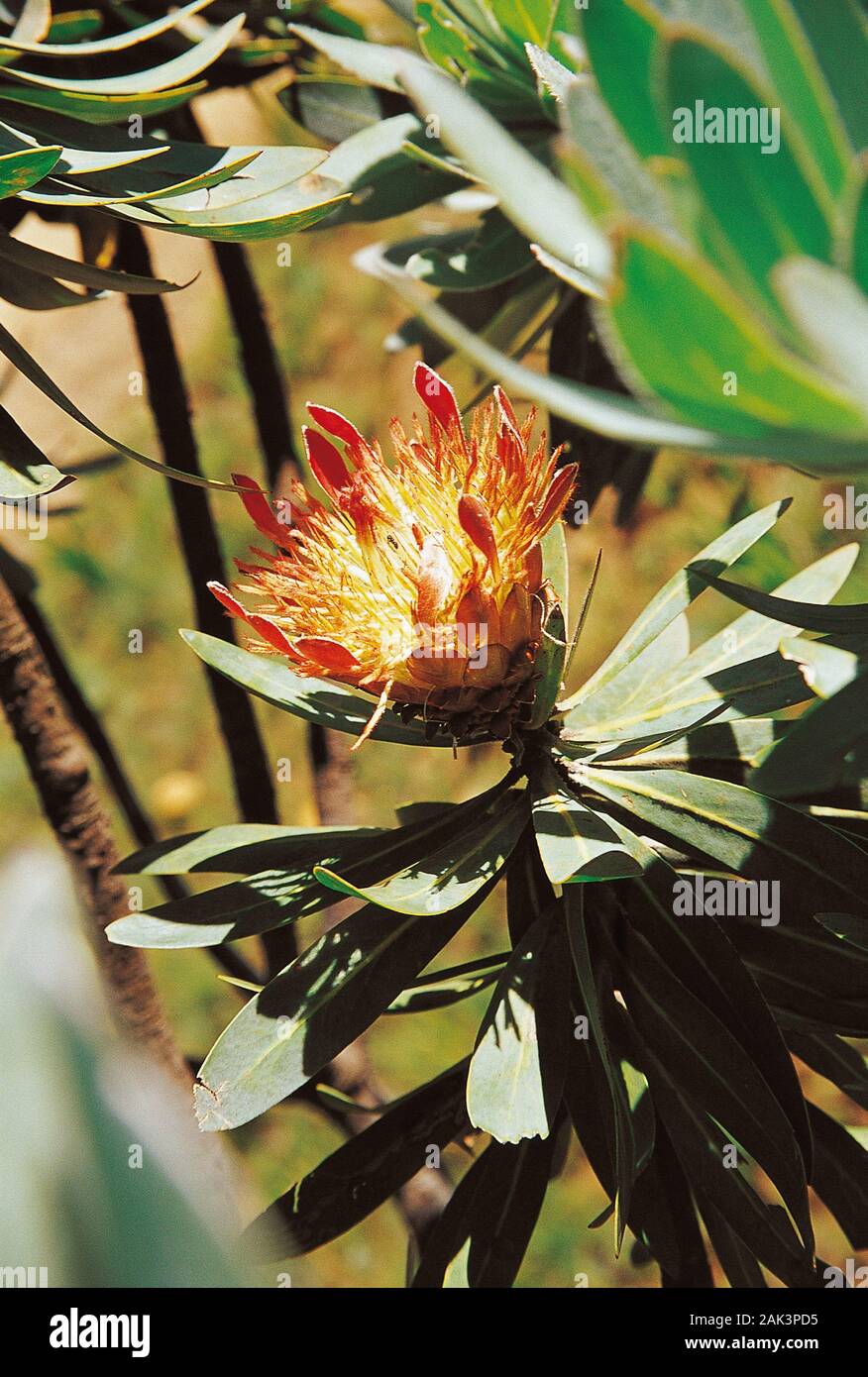 The photo of a shining Protea flower in 2000 meters height at the Sani ...
