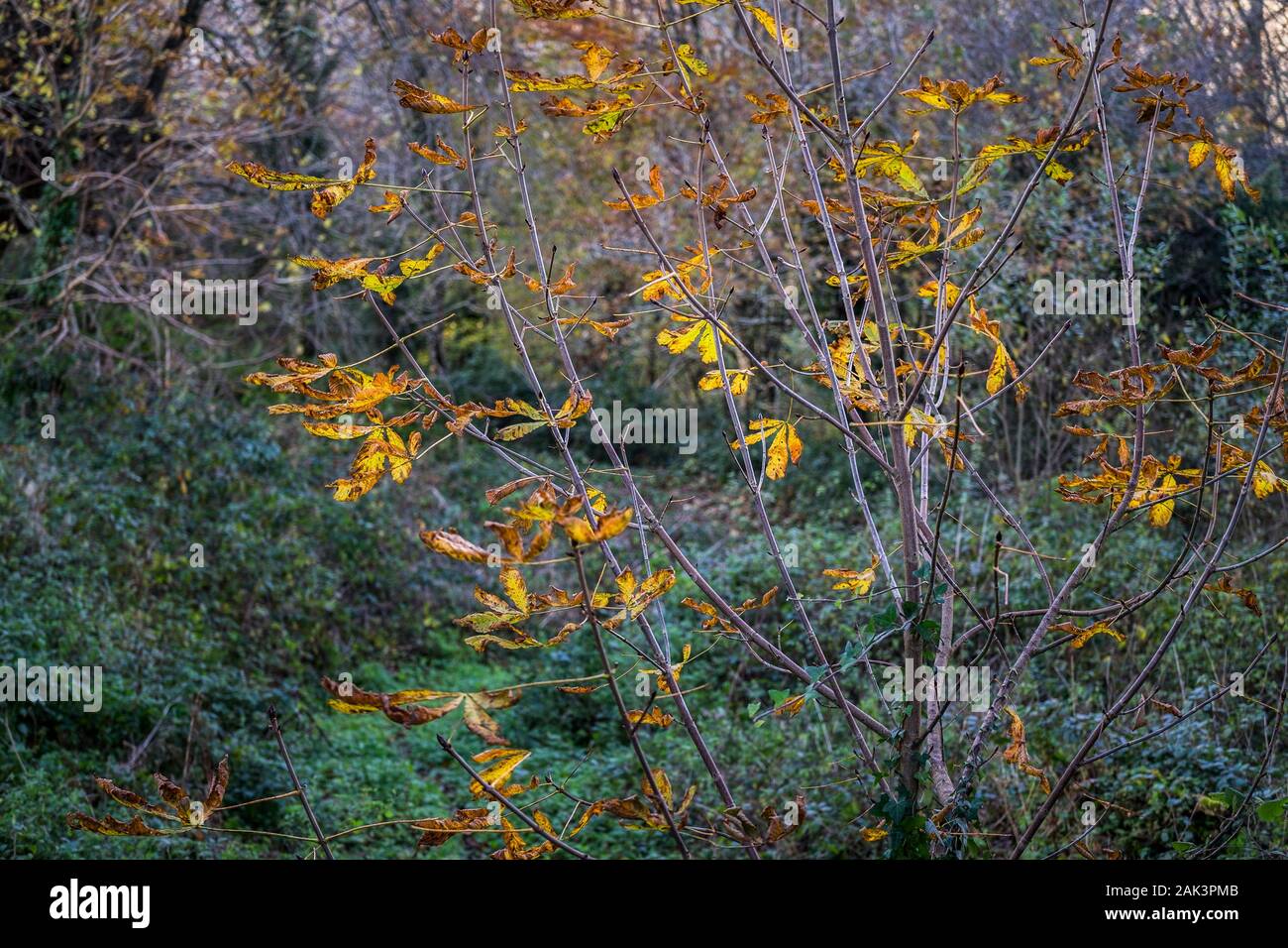 Autumnal leaves on a tree in Colan Woods the overgrown grounds of the ...