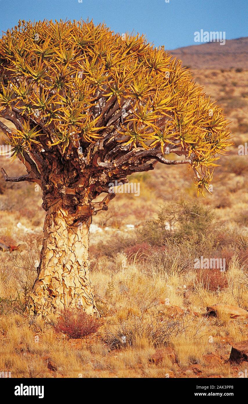 This photo shows a quiver tree in the North Cape province of South ...