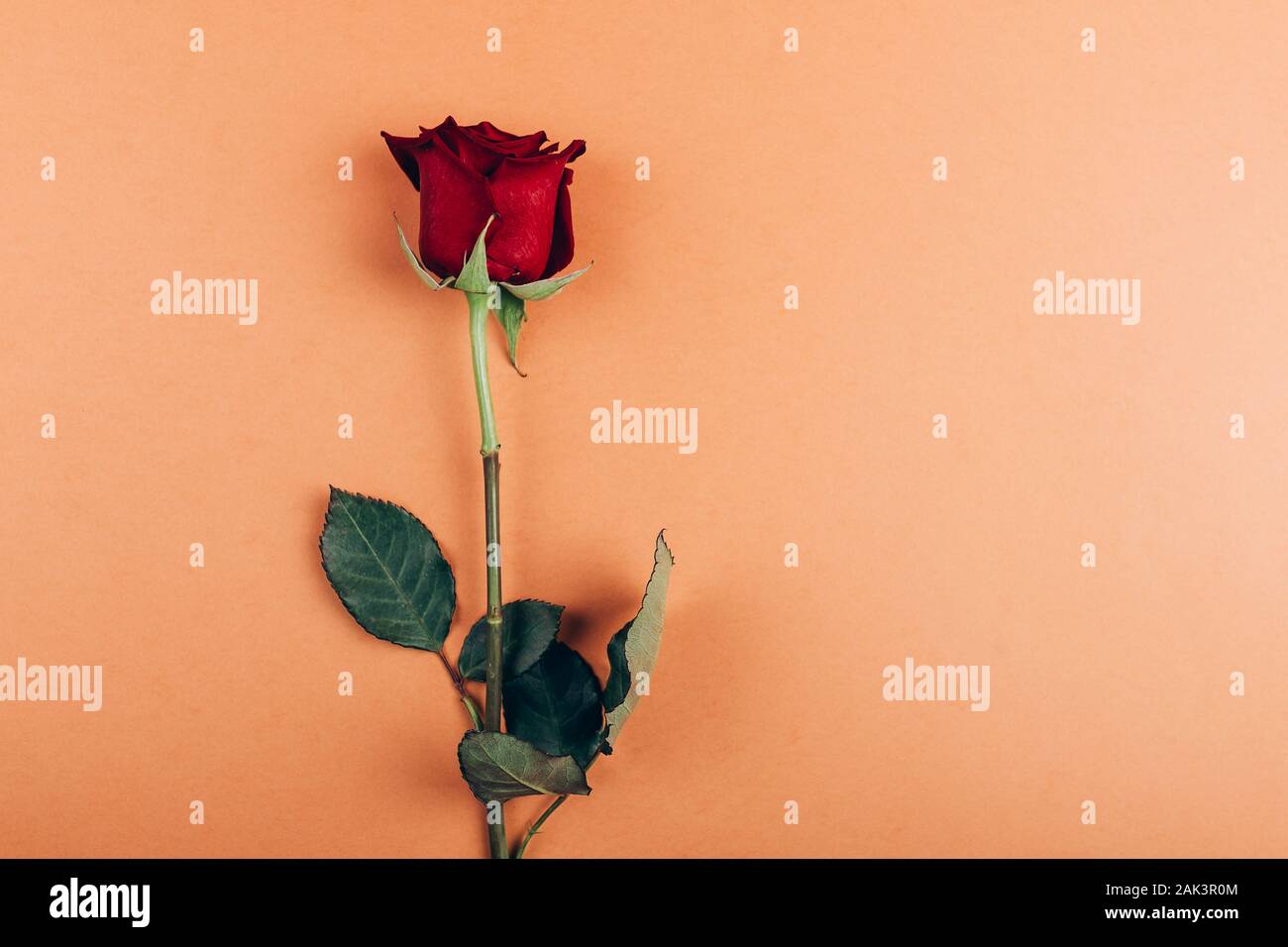 Red rose with message card Stock Photo - Alamy