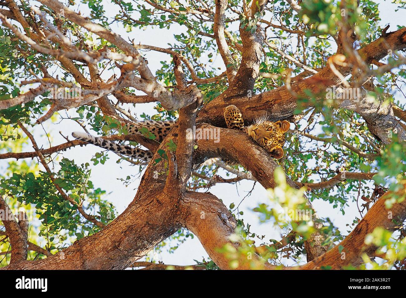 A baby leopard who hides in the branches of a tree, Timbavati Game ...